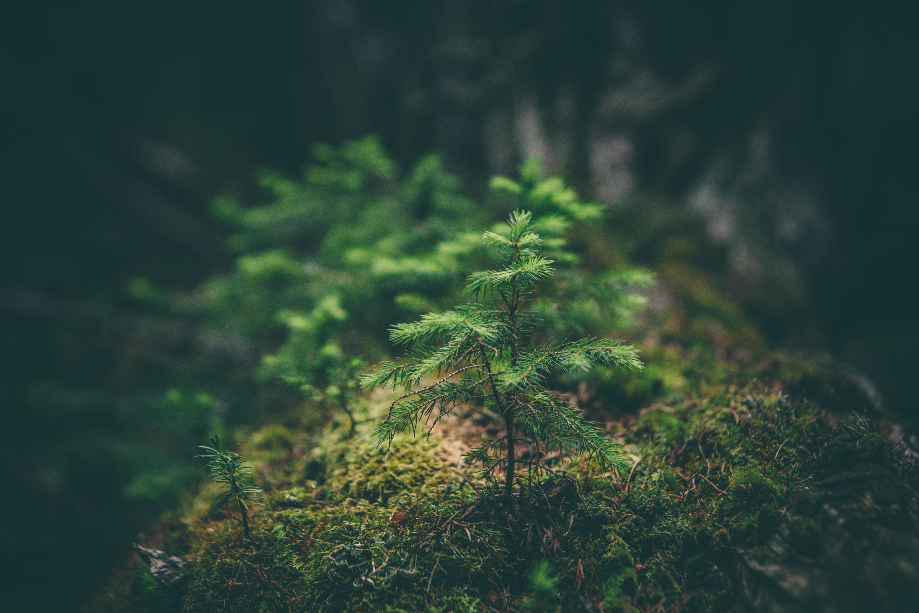 What Is World Environment Day And Why Do We Need It World Economic Forum