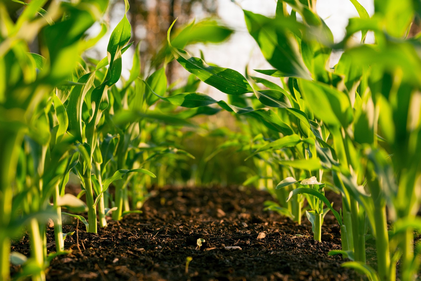 This is why soil health is crucial for feeding the planet | World ...