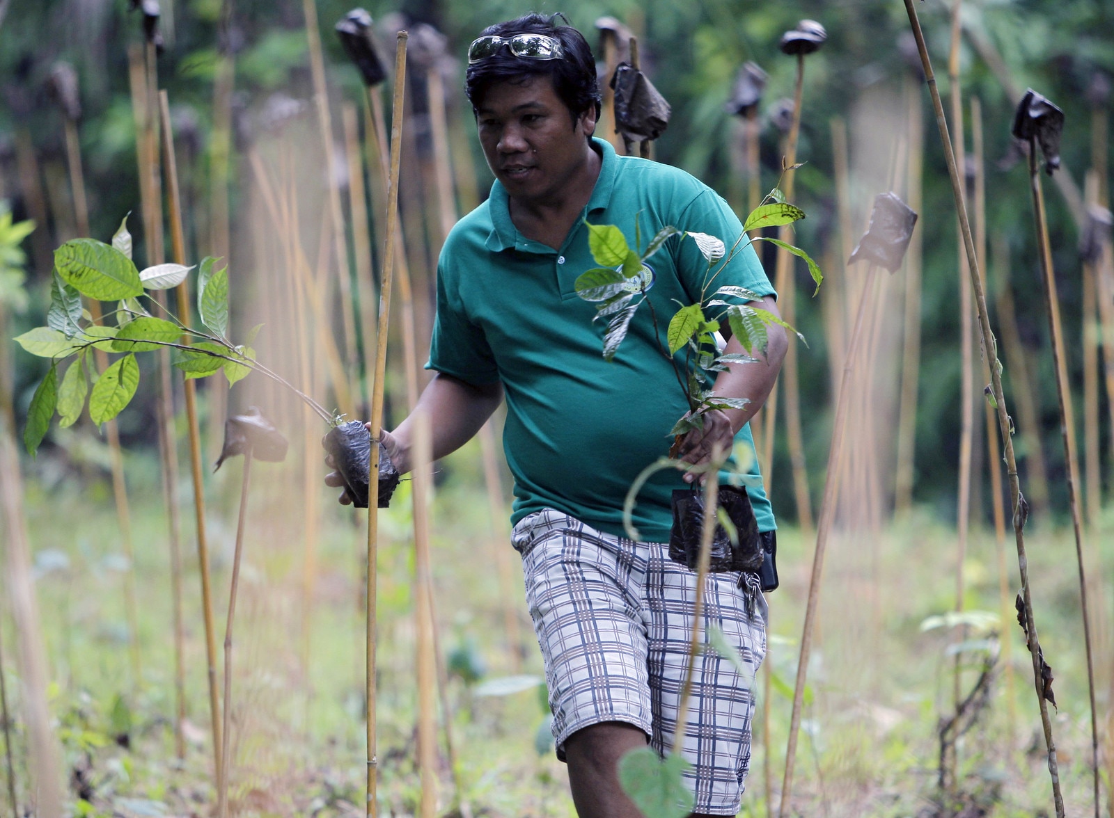 Forest regrowth captures carbon quicker than previously though | World ...