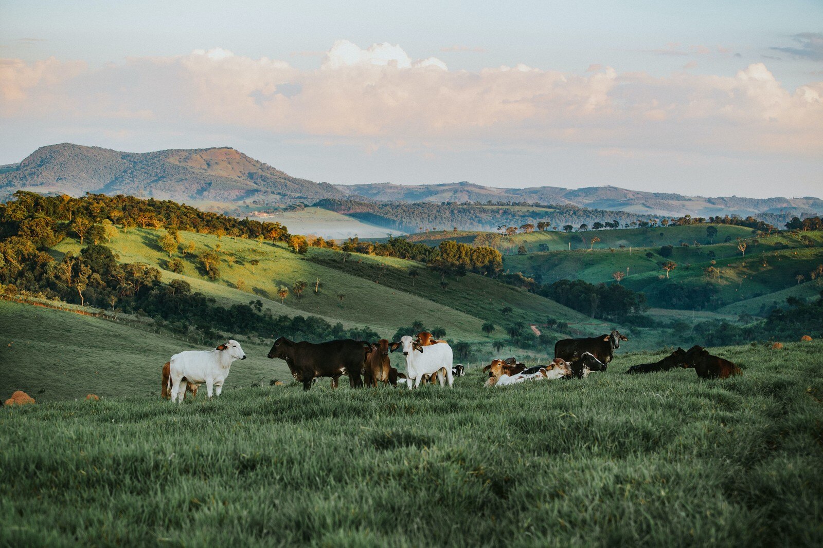 China-Brazil: Cooperation on green value chains explained | World ...