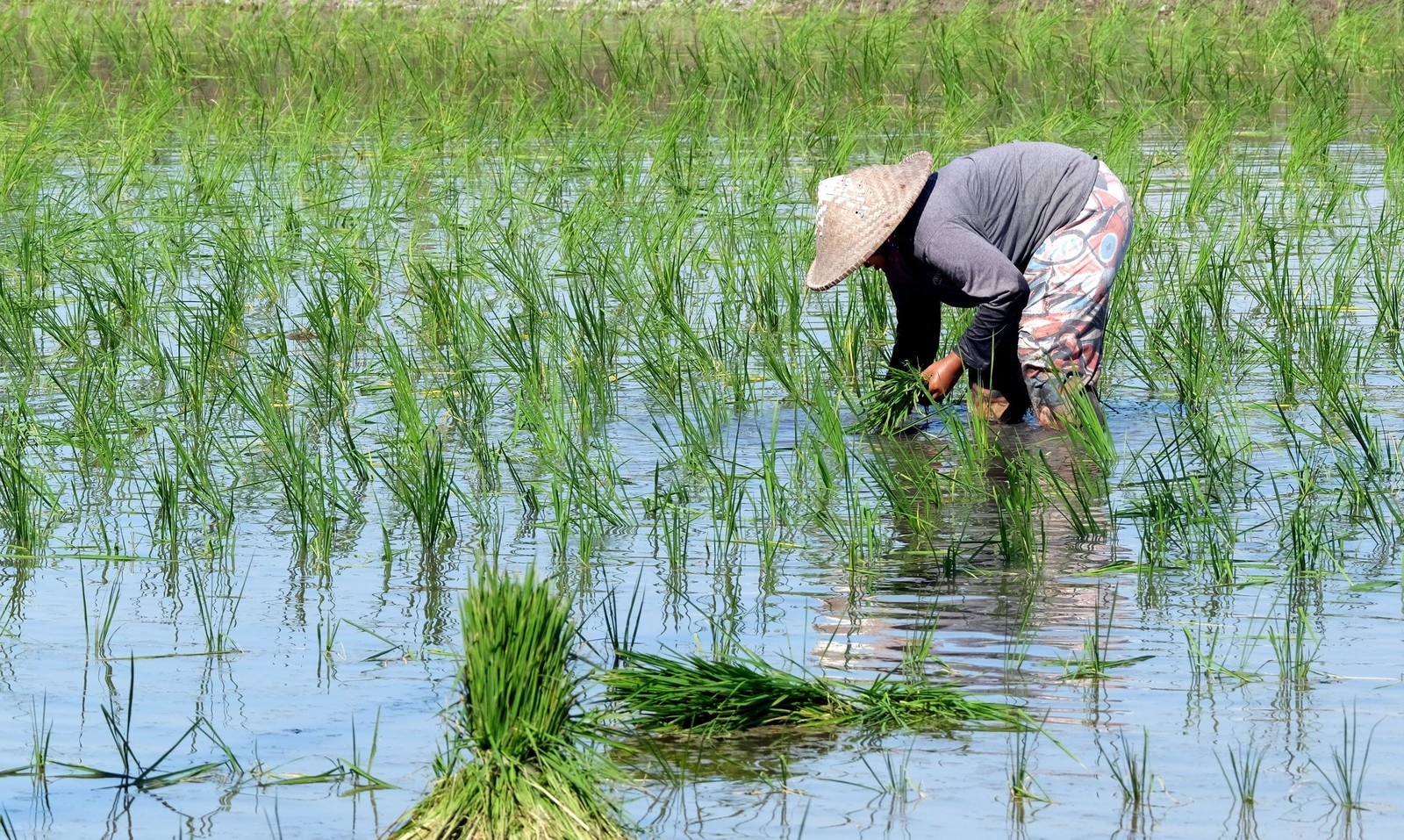 4 ways to reduce food waste in South-East Asia | World Economic Forum