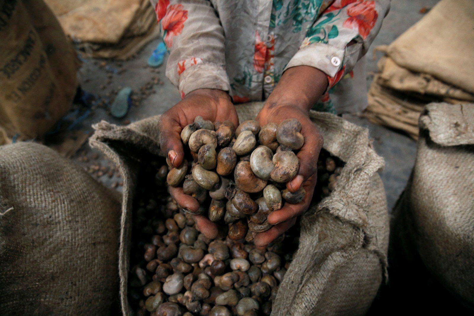Sustainable cashew farming success in West Africa | World Economic Forum