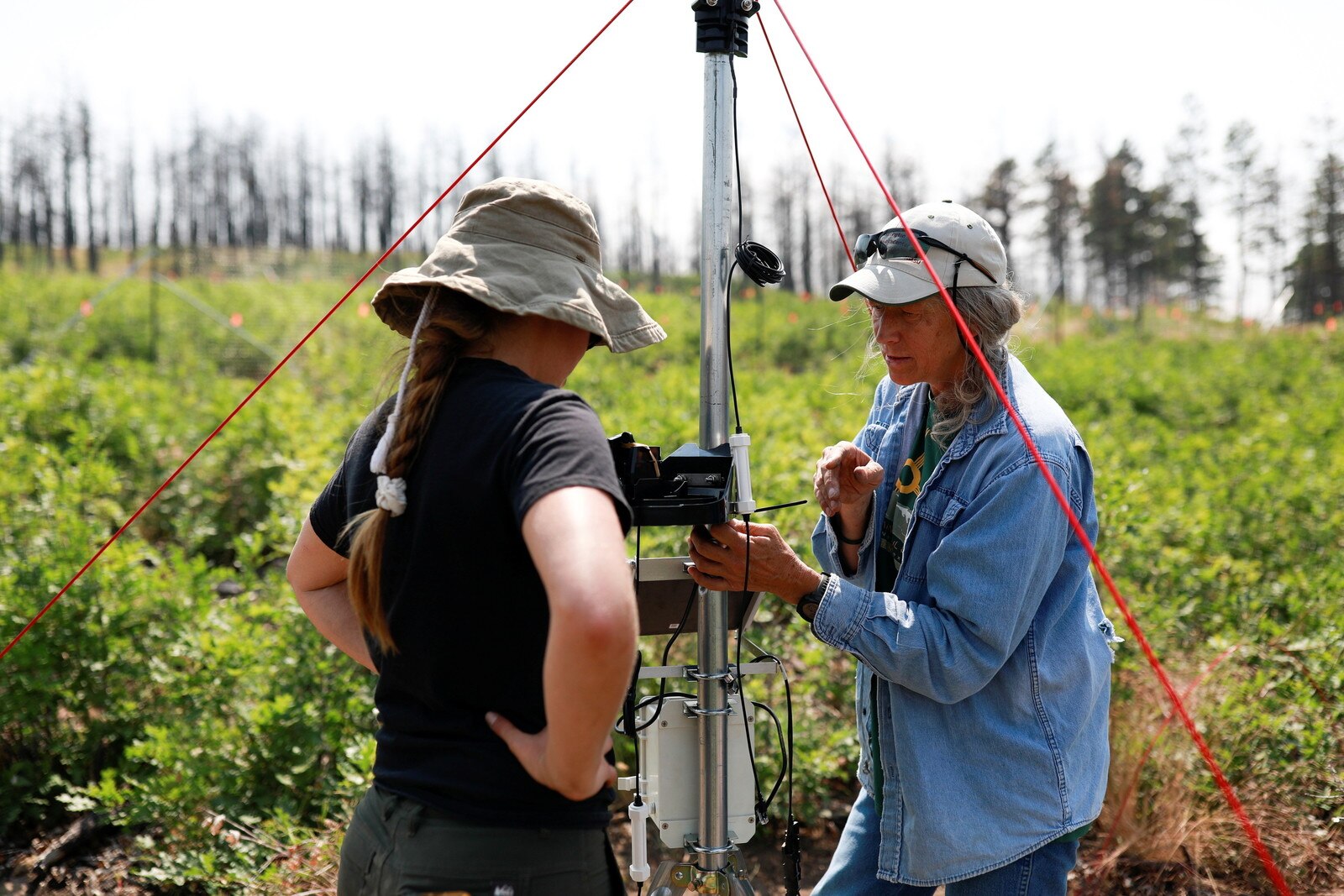 Forestry teams are protecting us from climate change. Here's how we ...