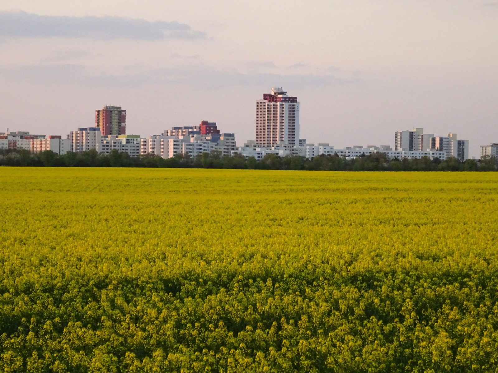 How plant and animal species are adapting to urban spaces | World ...