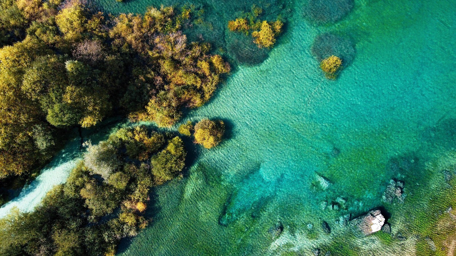 Sponges in Tasmania’s ‘twilight zone’ are bleaching for first time ...