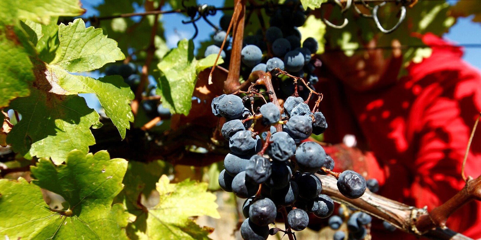 Regenerative agriculture is changing how we make our wine | World ...