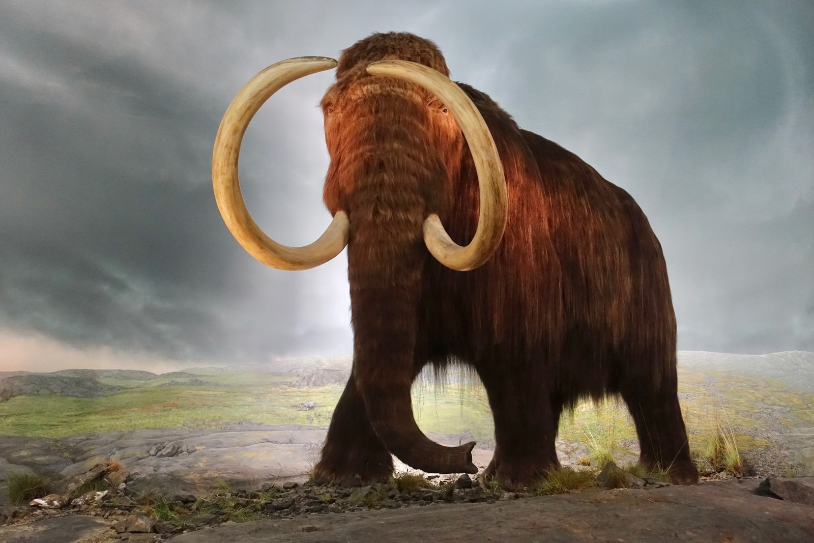 How the sixth extinction crisis can be stalled – or stopped | World ...