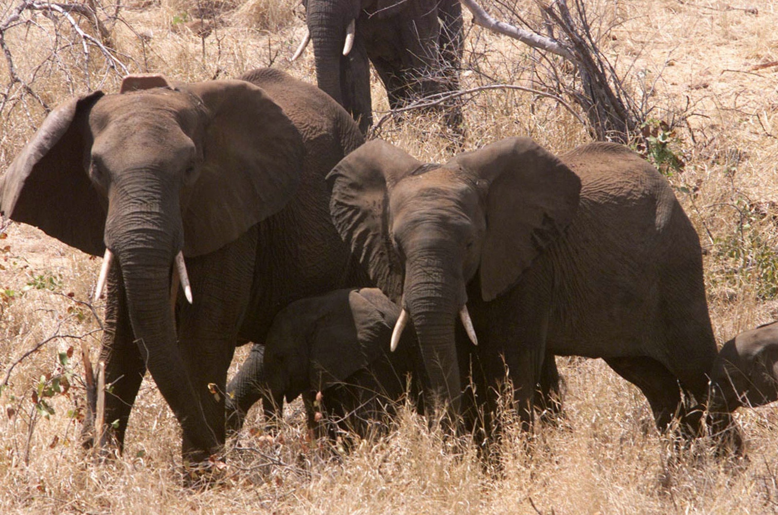 AI tech is helping to protect African forest elephants | World Economic ...