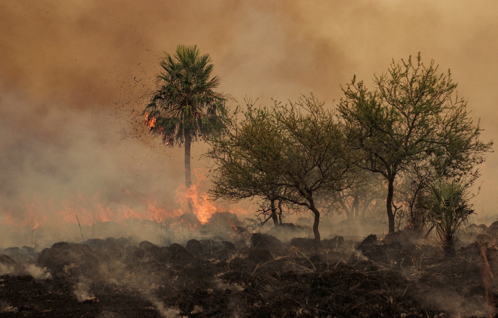 Climate change: The top environment news stories this week | World ...