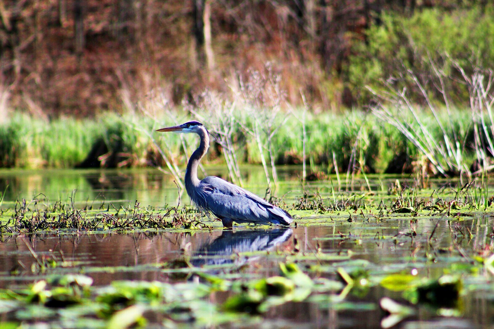 5 things to know about wetlands on World Wetlands Day | World Economic ...