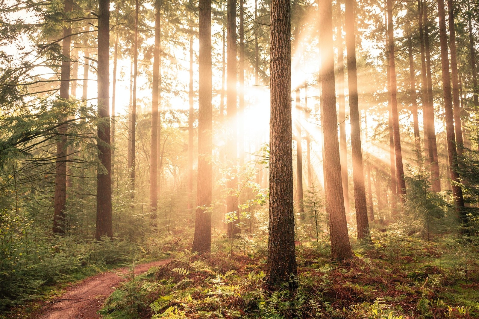 Forests help cool Earth by an extra half degree - new study | World ...