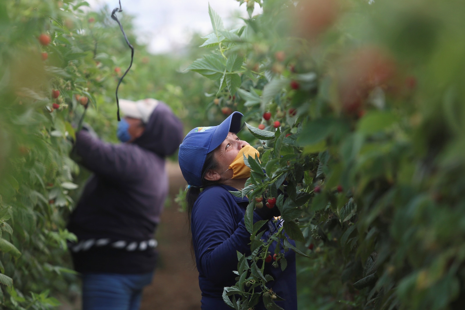 The flying AI robot that can harvest fresh fruit | World Economic Forum