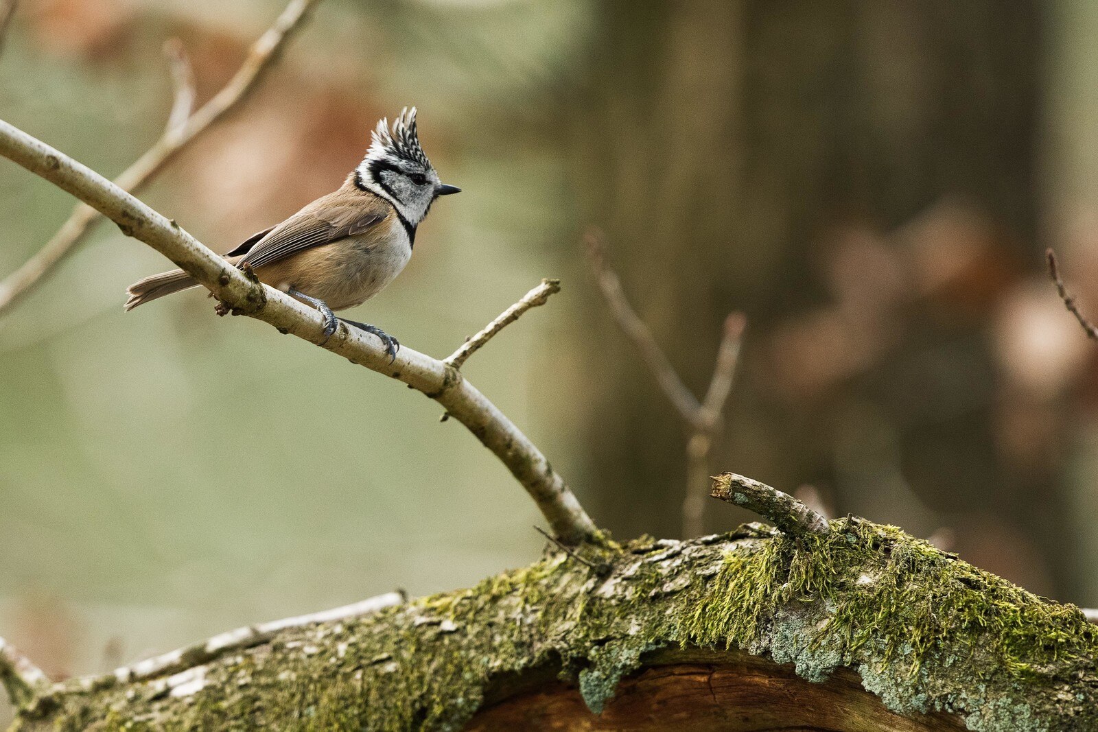 This is how climate change is disrupting Europe's birds | World ...