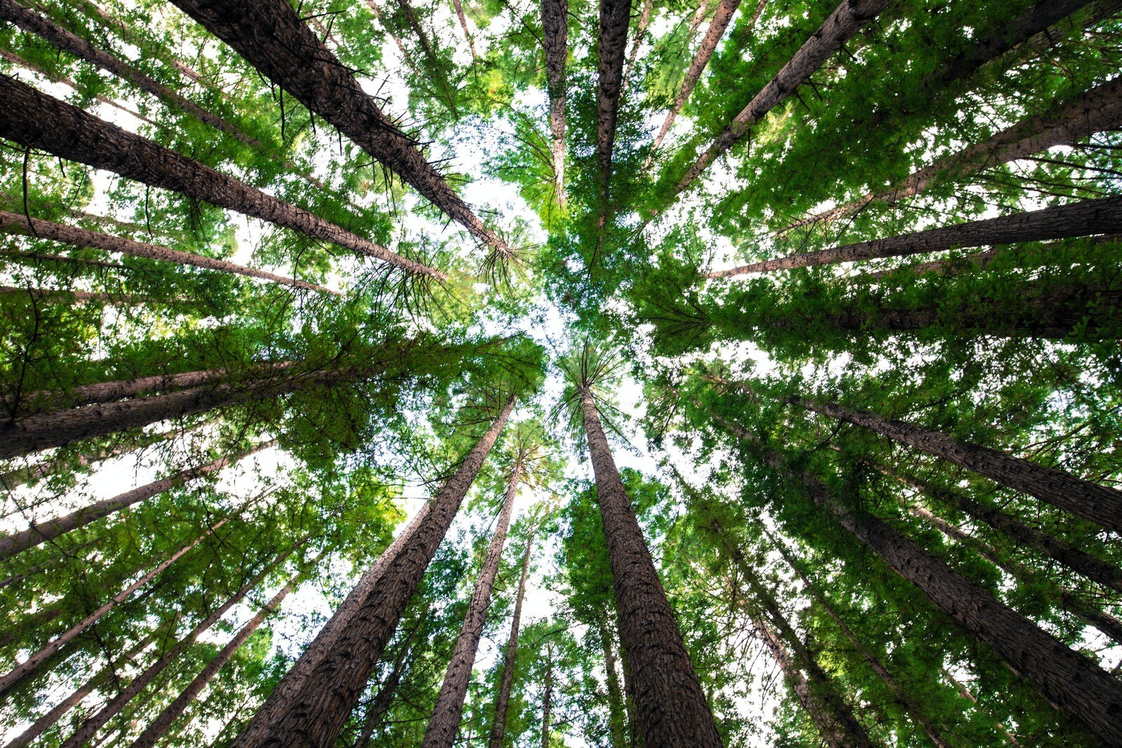 Forest Trends | World Economic Forum