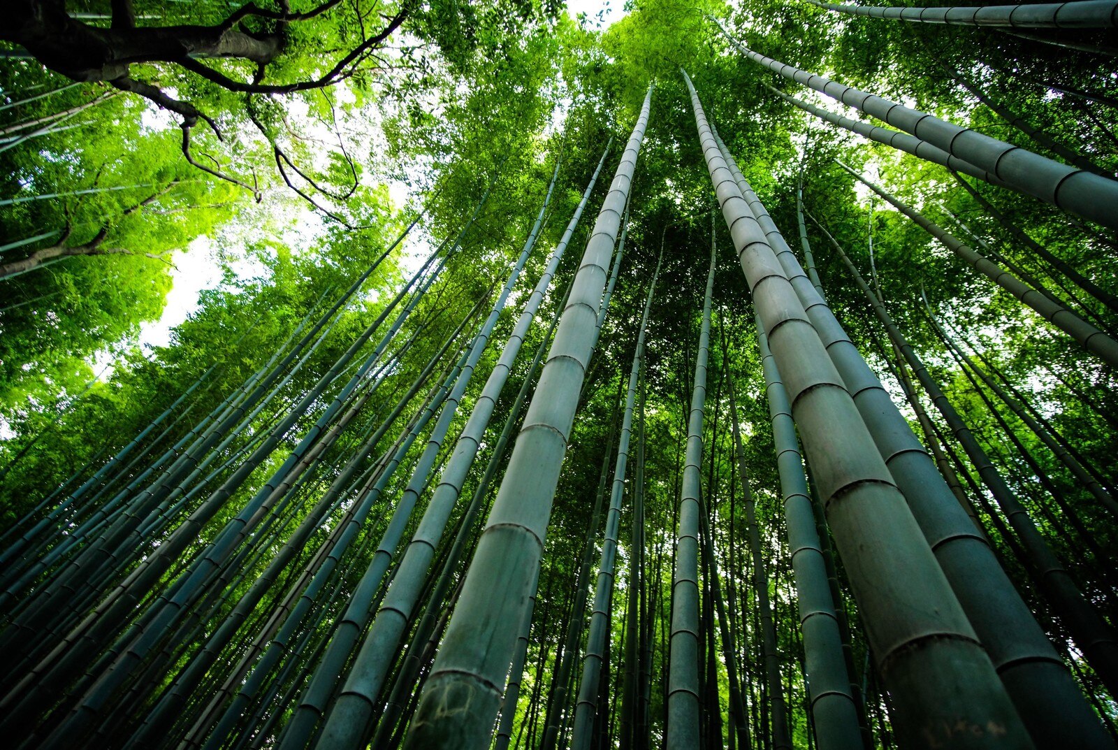 Bamboo can help solve the world housing and climate crises | World ...