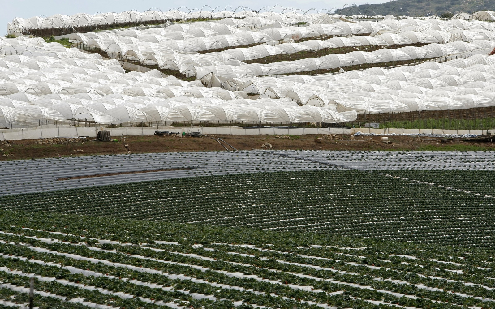 These are trends shaping the future of agrifood systems | World ...