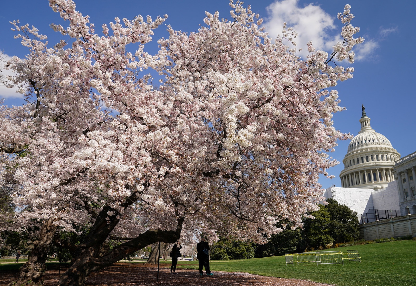 Cherry blossom patterns are shifting | World Economic Forum