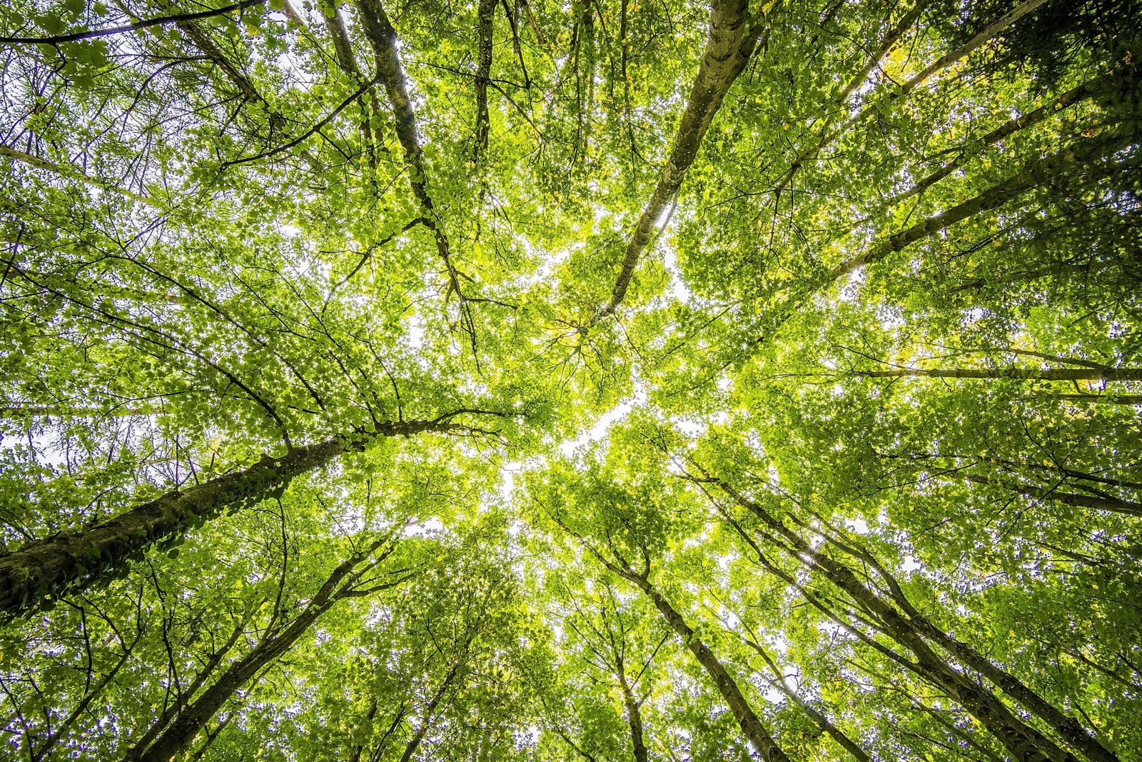 6 areas of focus for the forest restoration movement | World Economic Forum