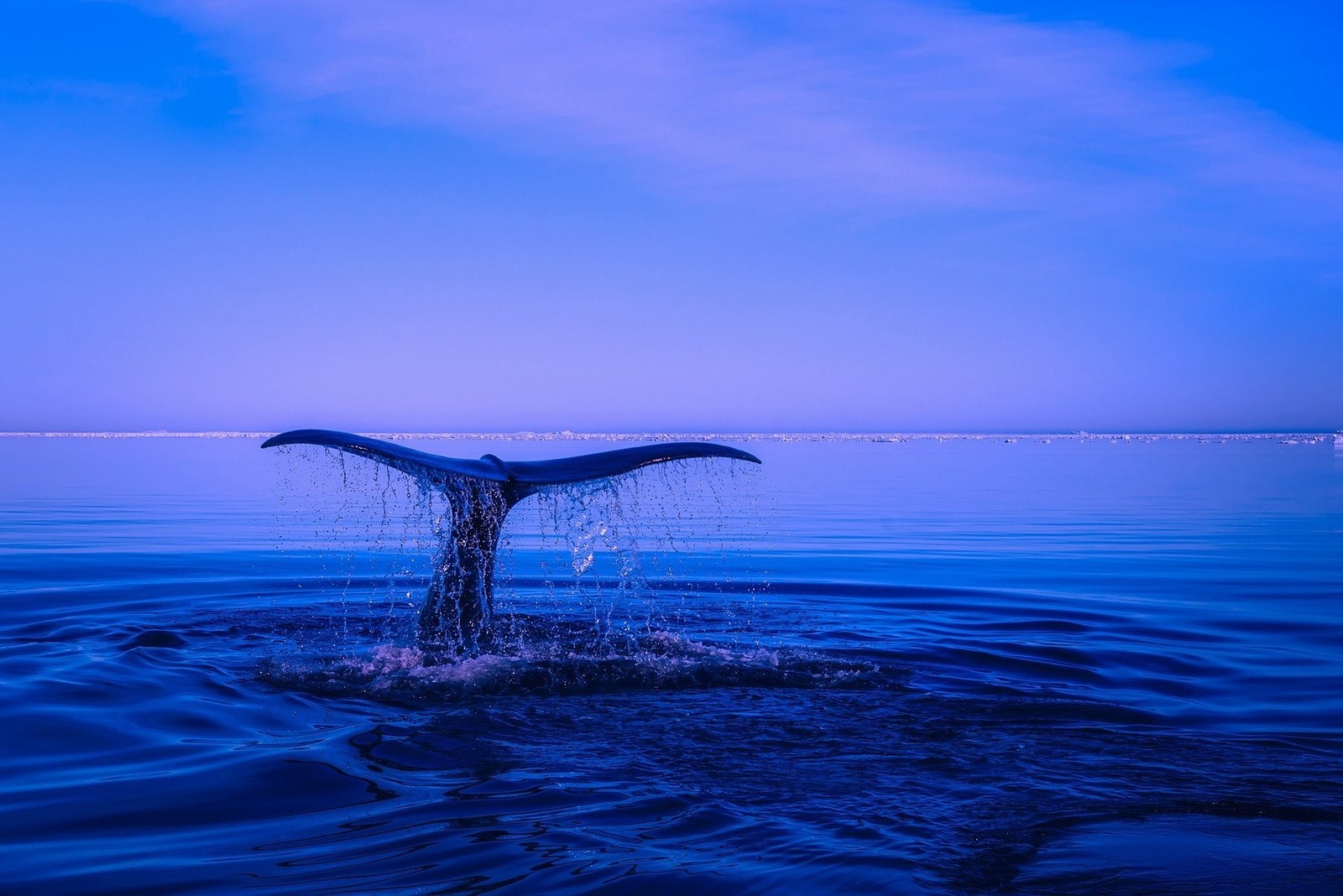 A 10-step plan to save our ocean | World Economic Forum