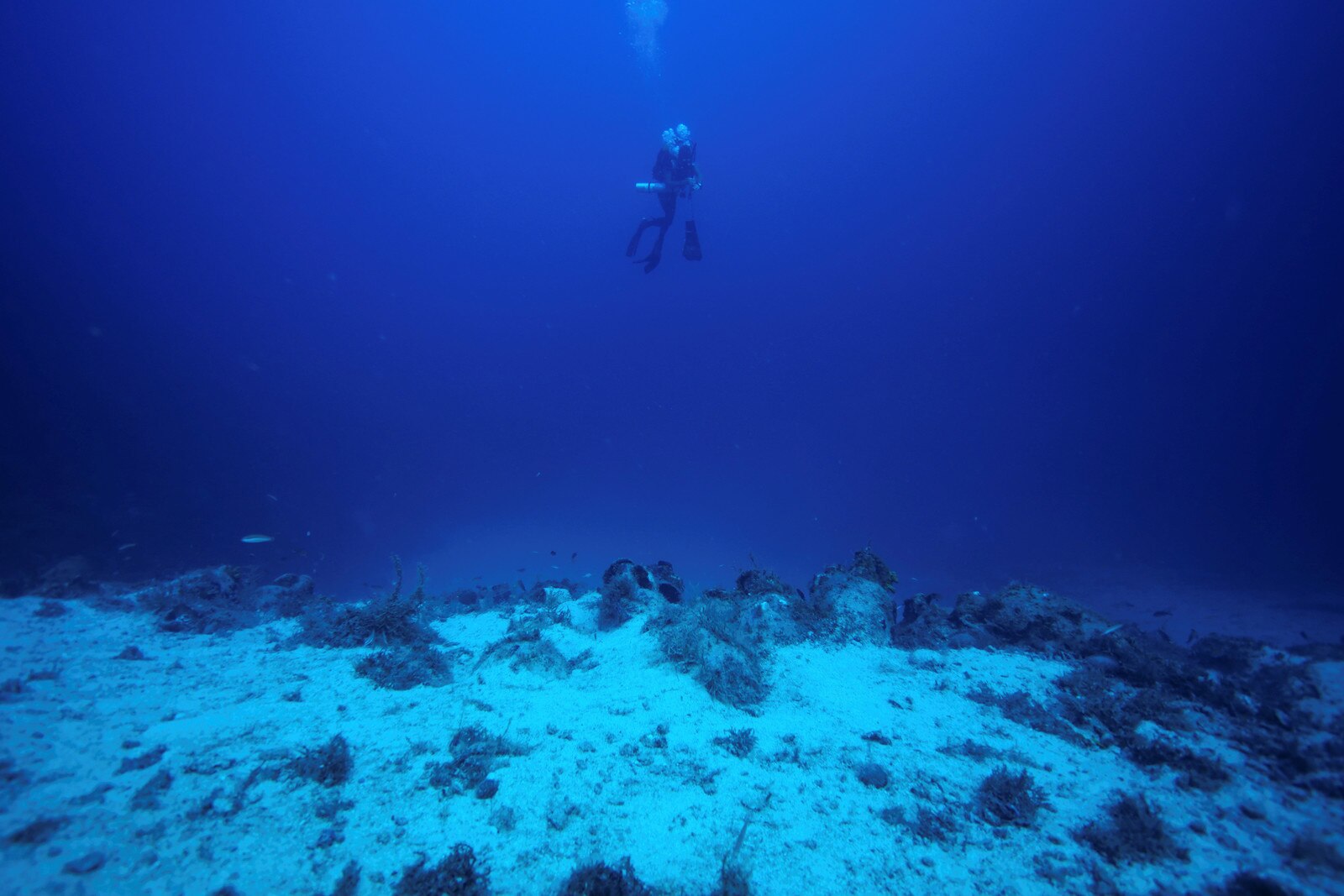 Secret Rainforests Have Been Discovered Deep In Our Oceans Here s