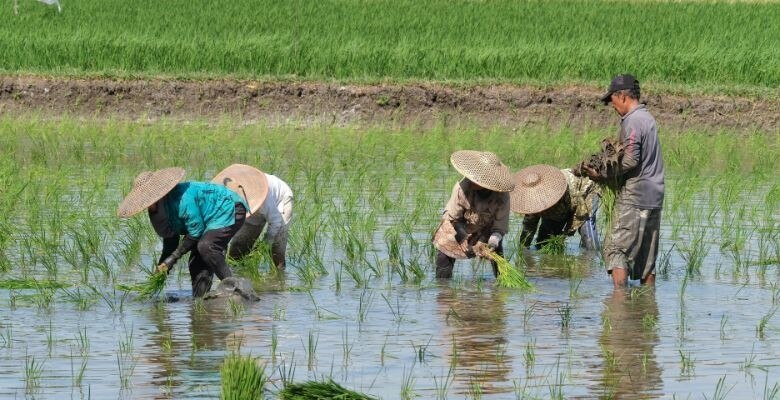 El Niño weather patterns could impact global food production. Here's ...