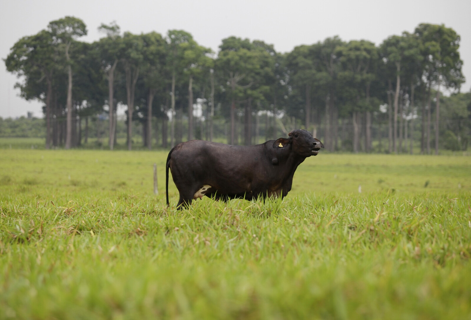 Here's how tracing cattle in Brazil can reduce deforestation | World ...