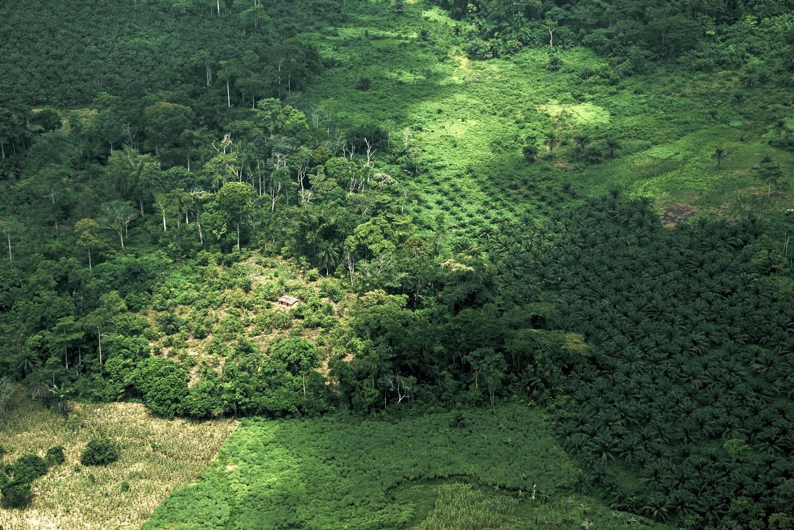 COP15 desertification: action on biodiversity and deforestation | World ...