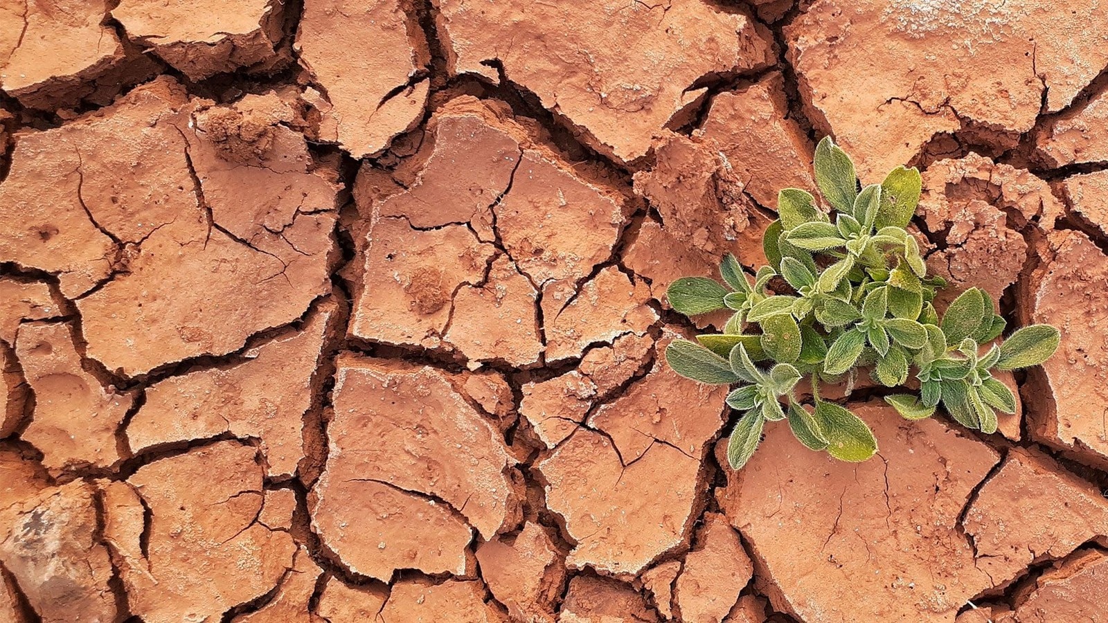 Farming in arid climates – 10 ways tech and innovation can help | World ...