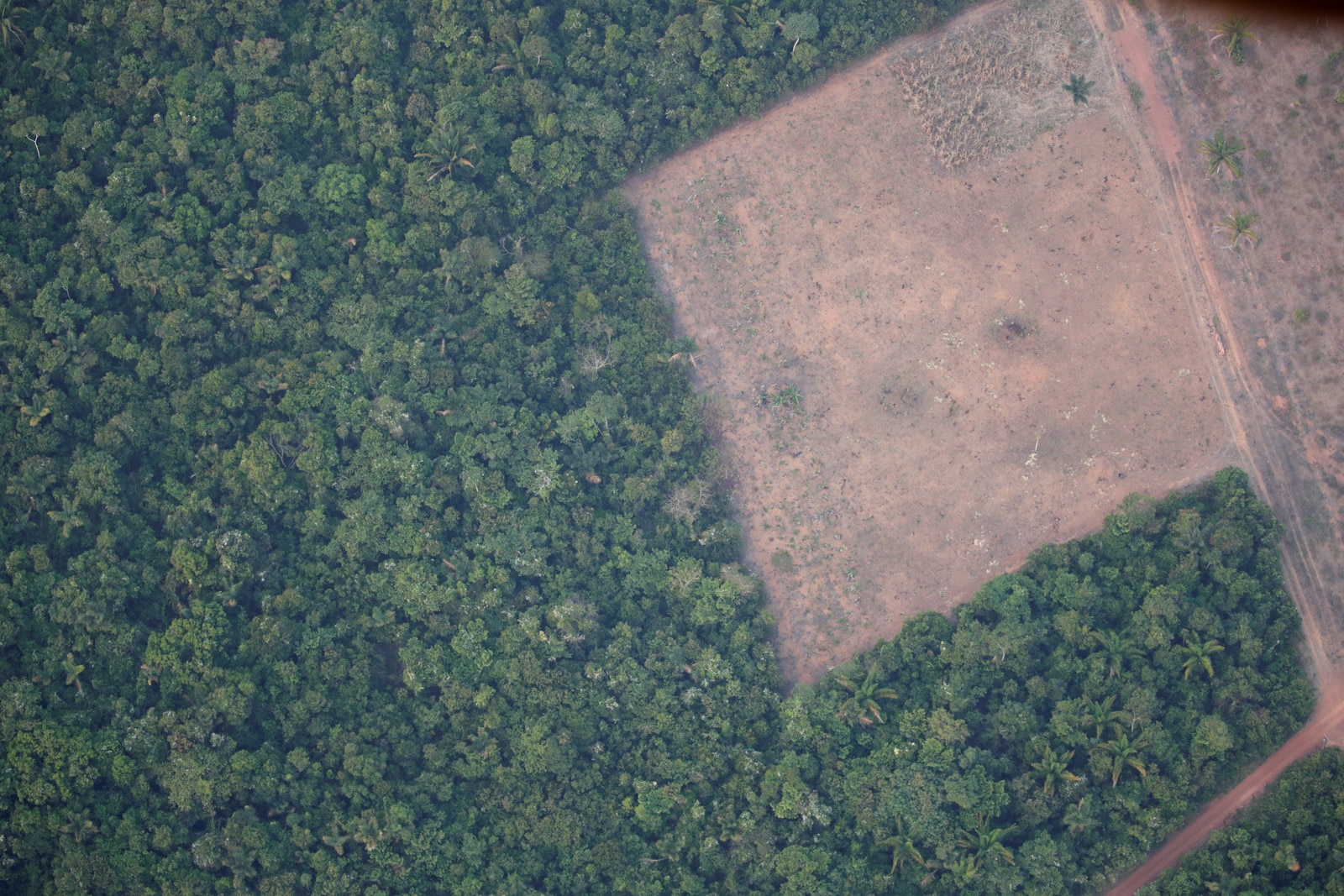 Saving the Amazon rainforest – in 10 steps | World Economic Forum