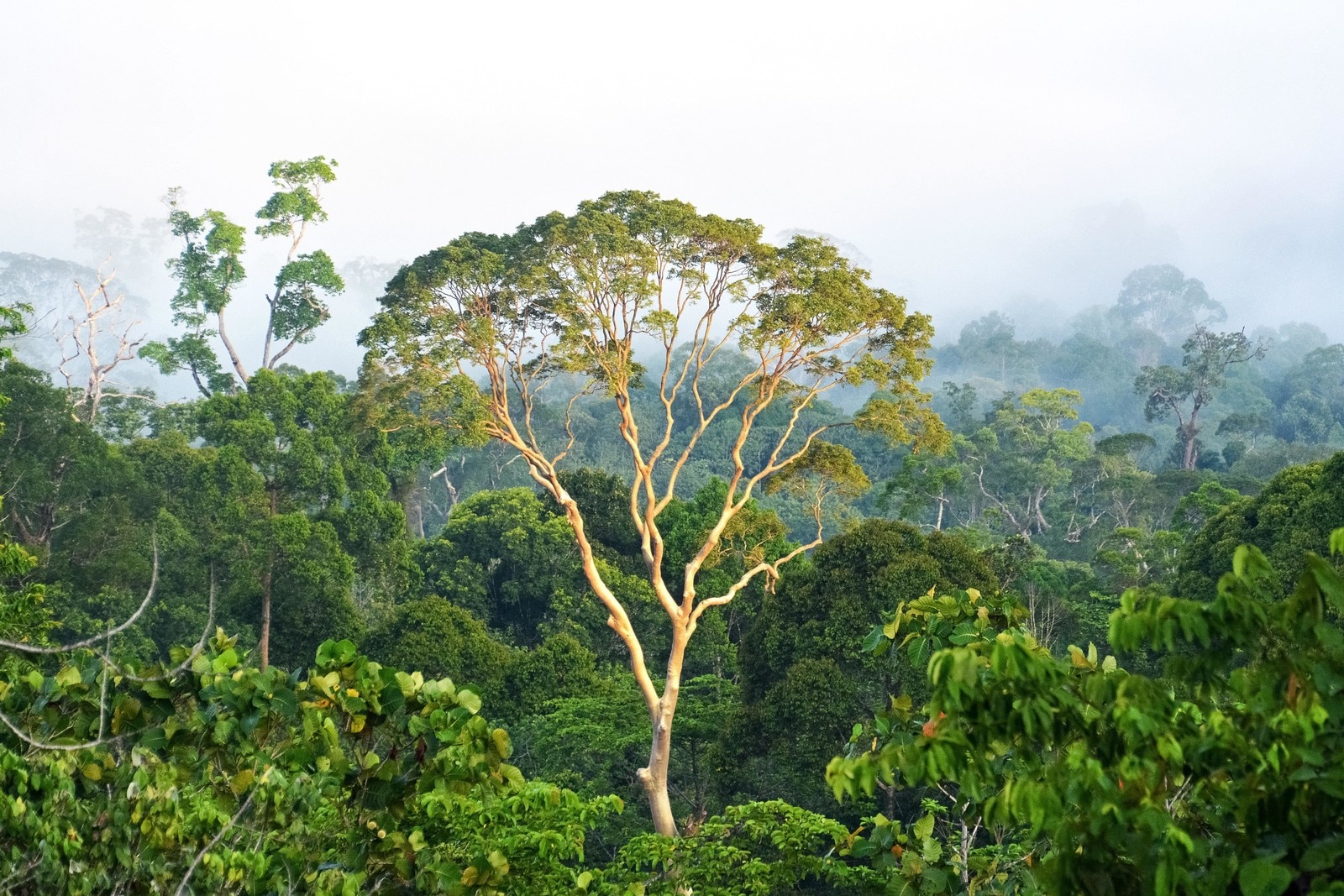 Carbon offsets - how do they work, and who sets the rules? | World ...