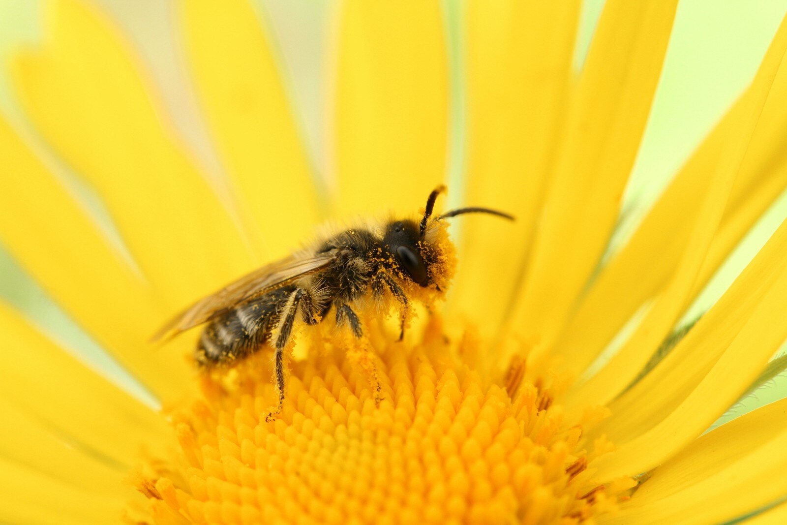 How do pollinators falling affect our health and economies? | World ...