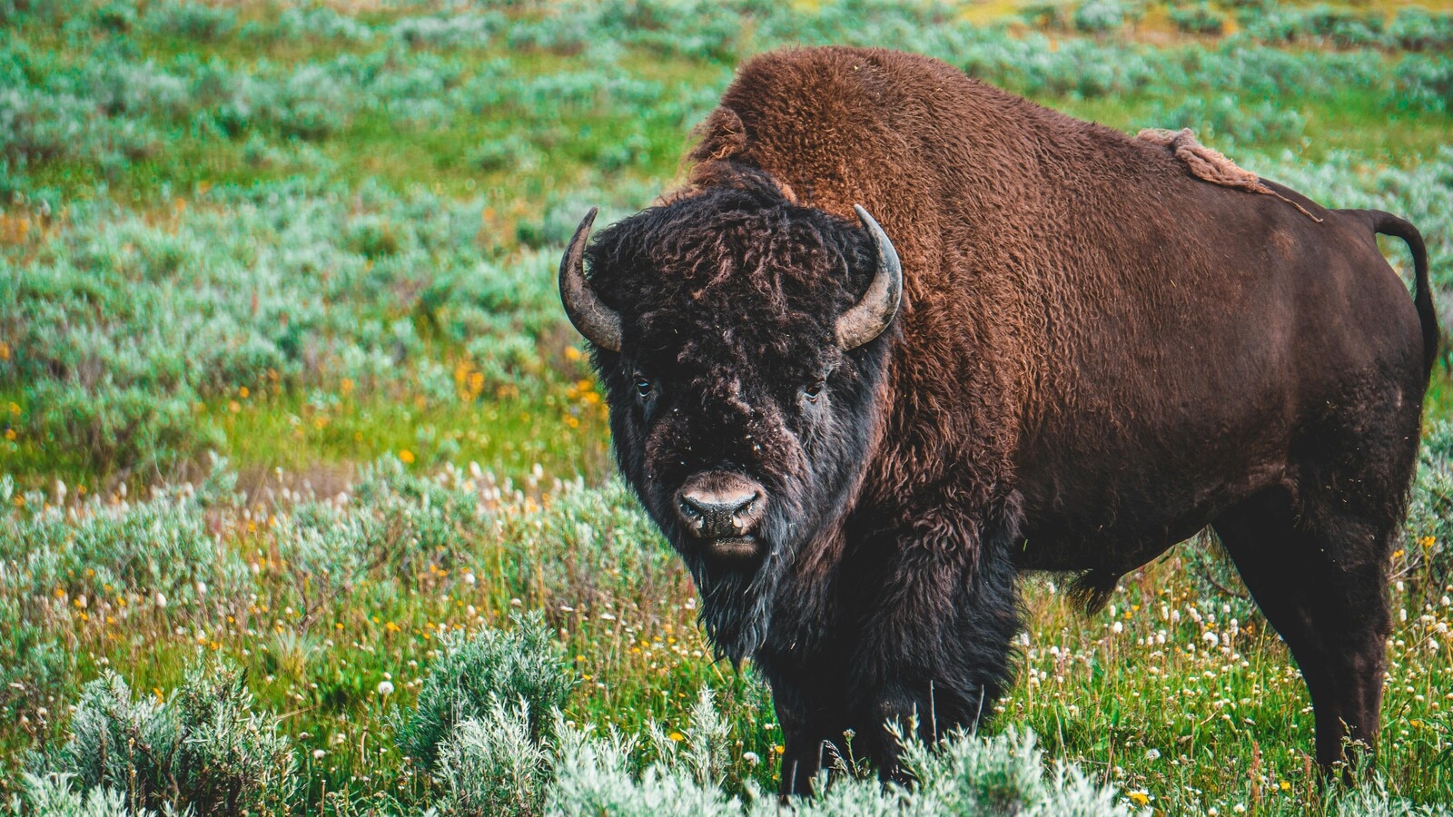 Reintroducing bison can beef up the climate fight, finds new study ...