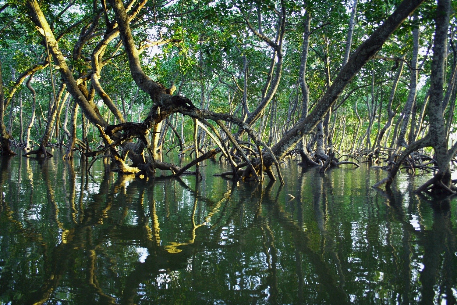 Why the future of carbon should be blue | World Economic Forum