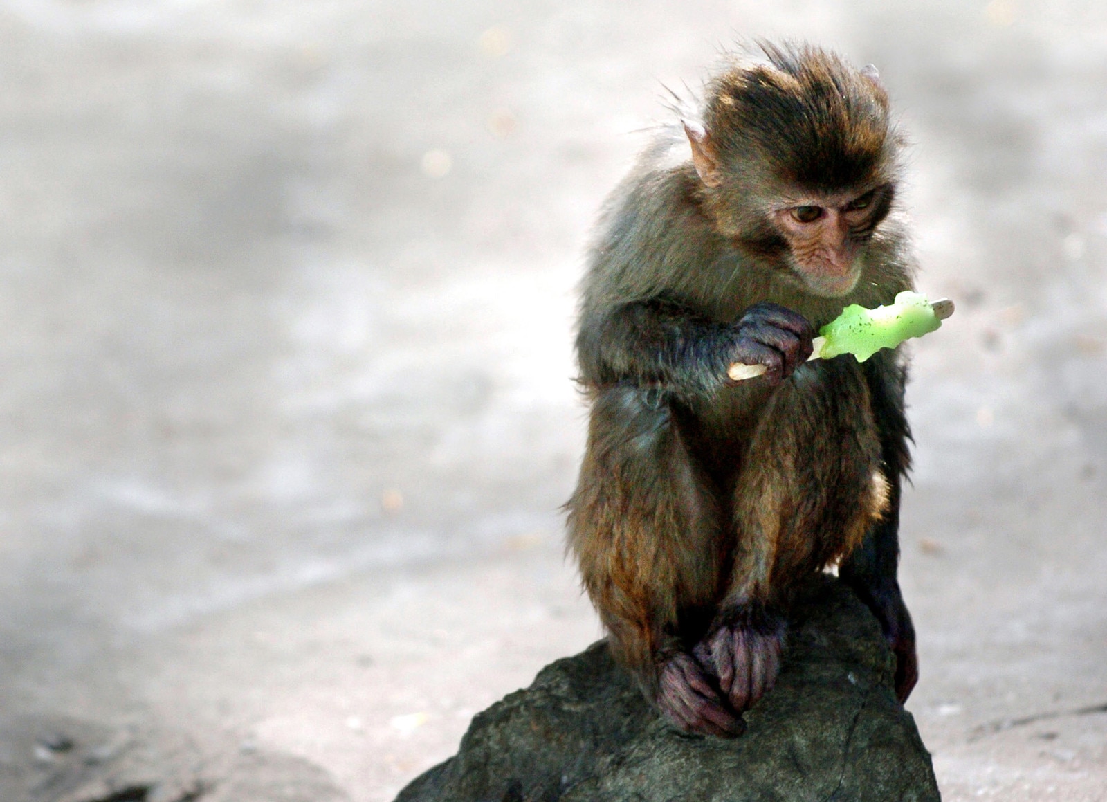 Want to protect wildlife from the heat? Follow these 5 tips | World ...