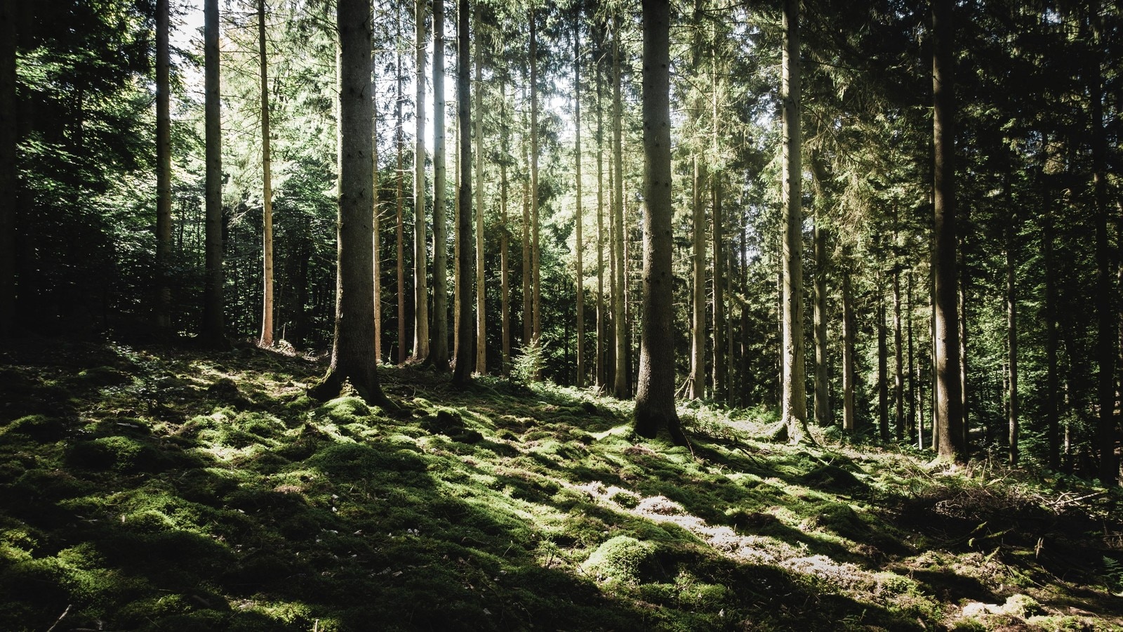 3 reasons companies are investing in forest conservation | World ...