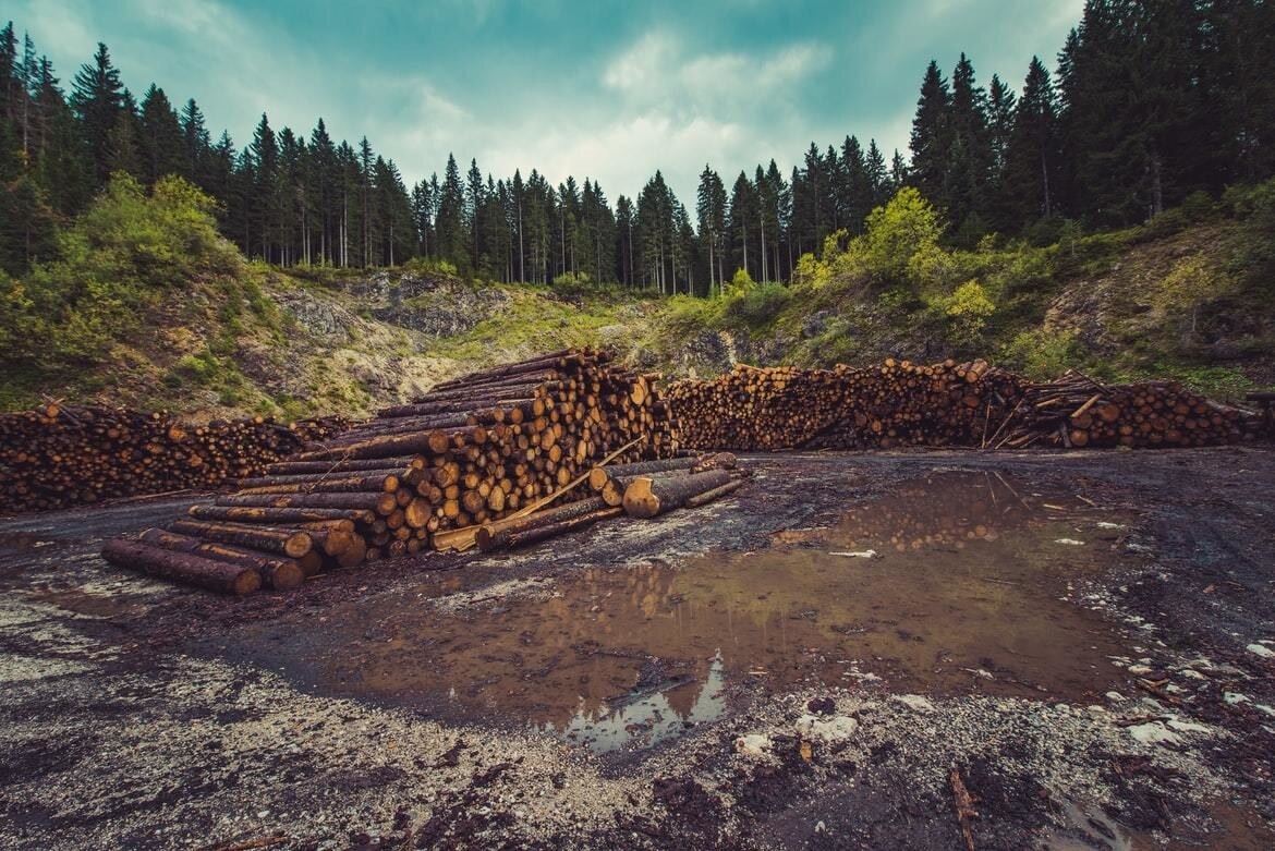 Why reducing deforestation is vital to tackle climate change | World ...