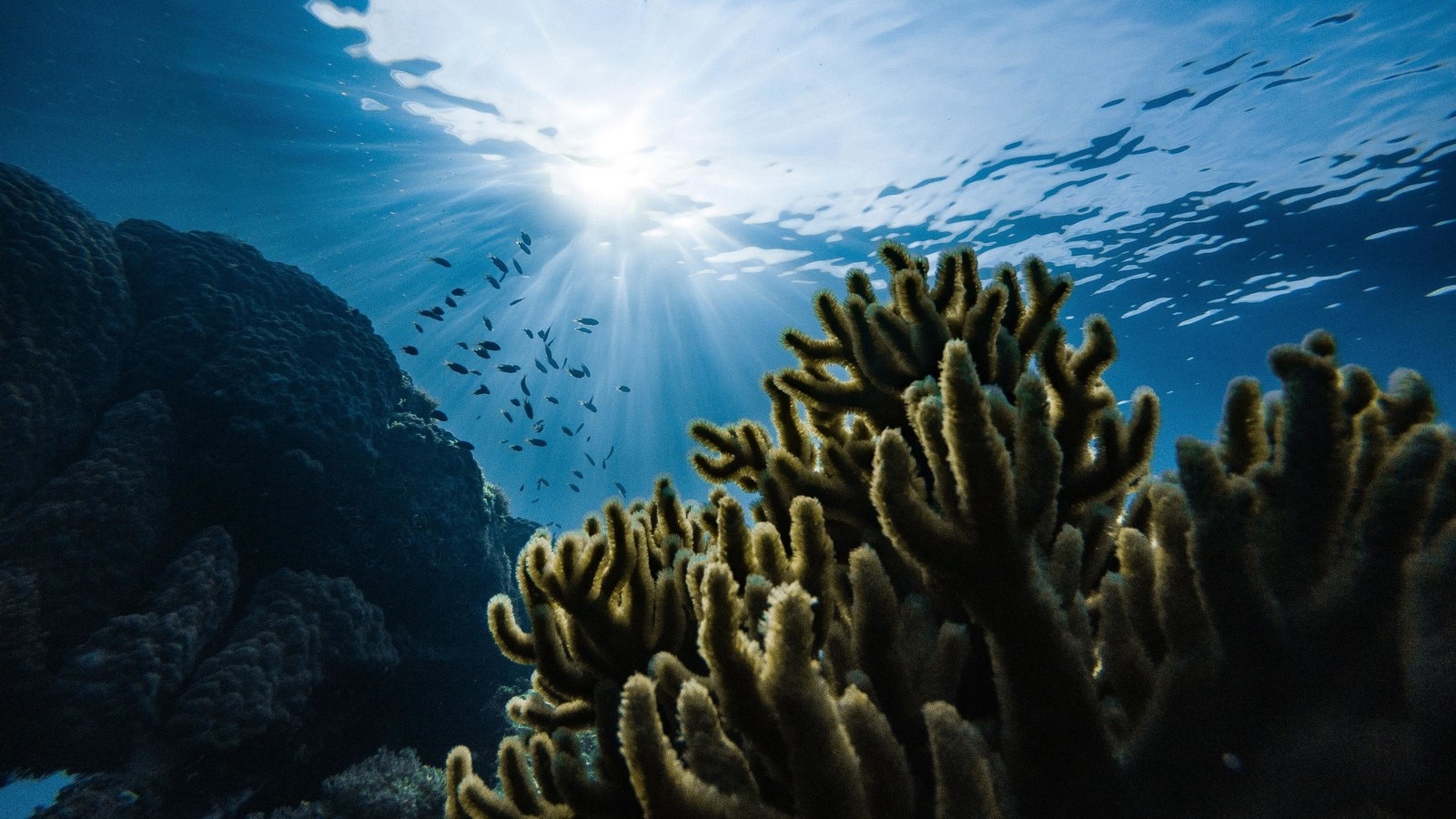 How migrating plankton could bring 'serious' impact to oceans | World ...