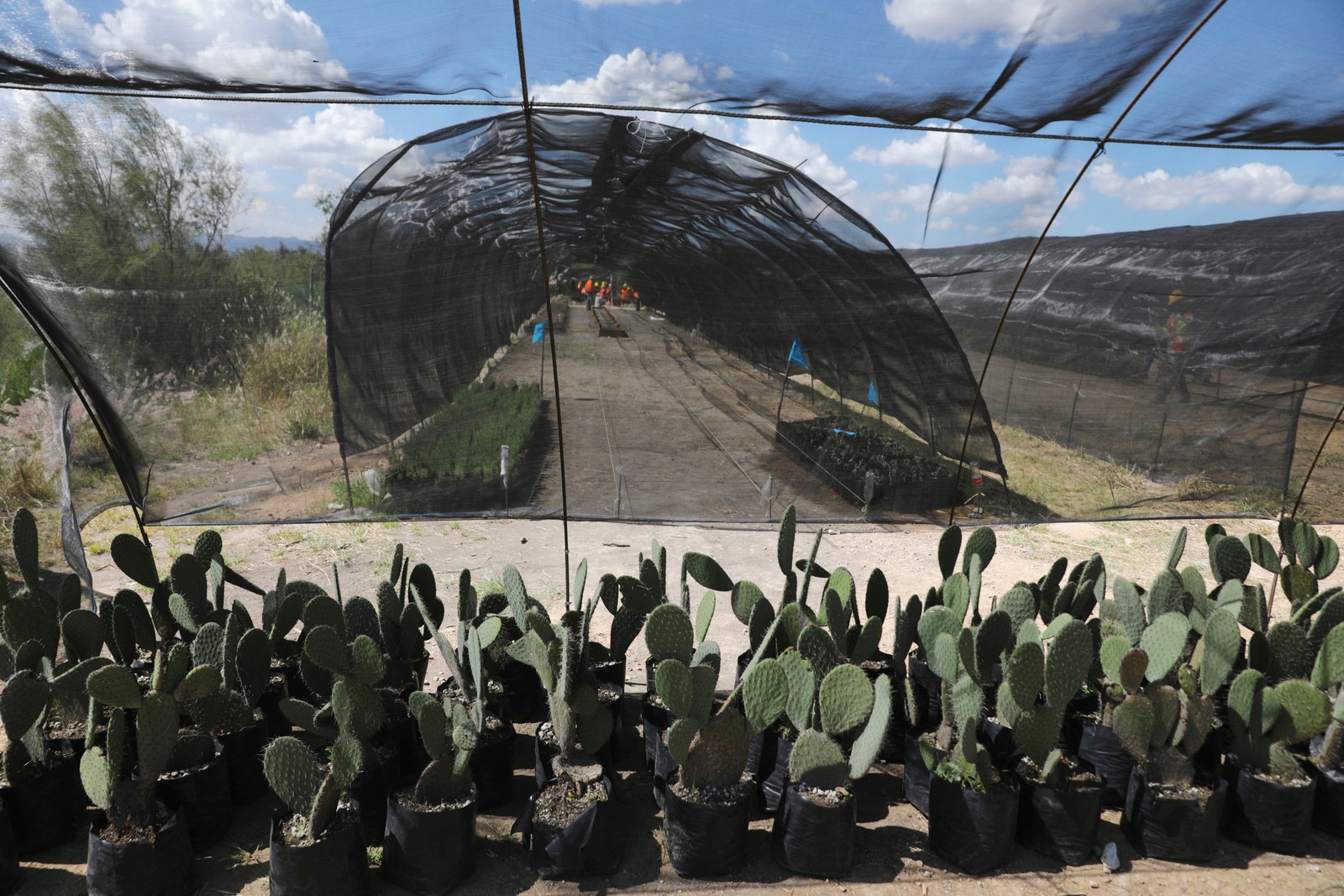 Could the planting of 1 trillion trees save the planet? | World ...