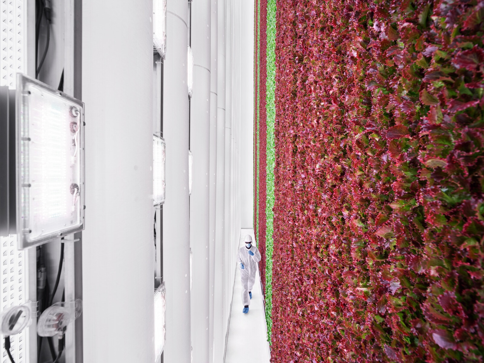 Should vertical farming reposition to boost production? | World ...