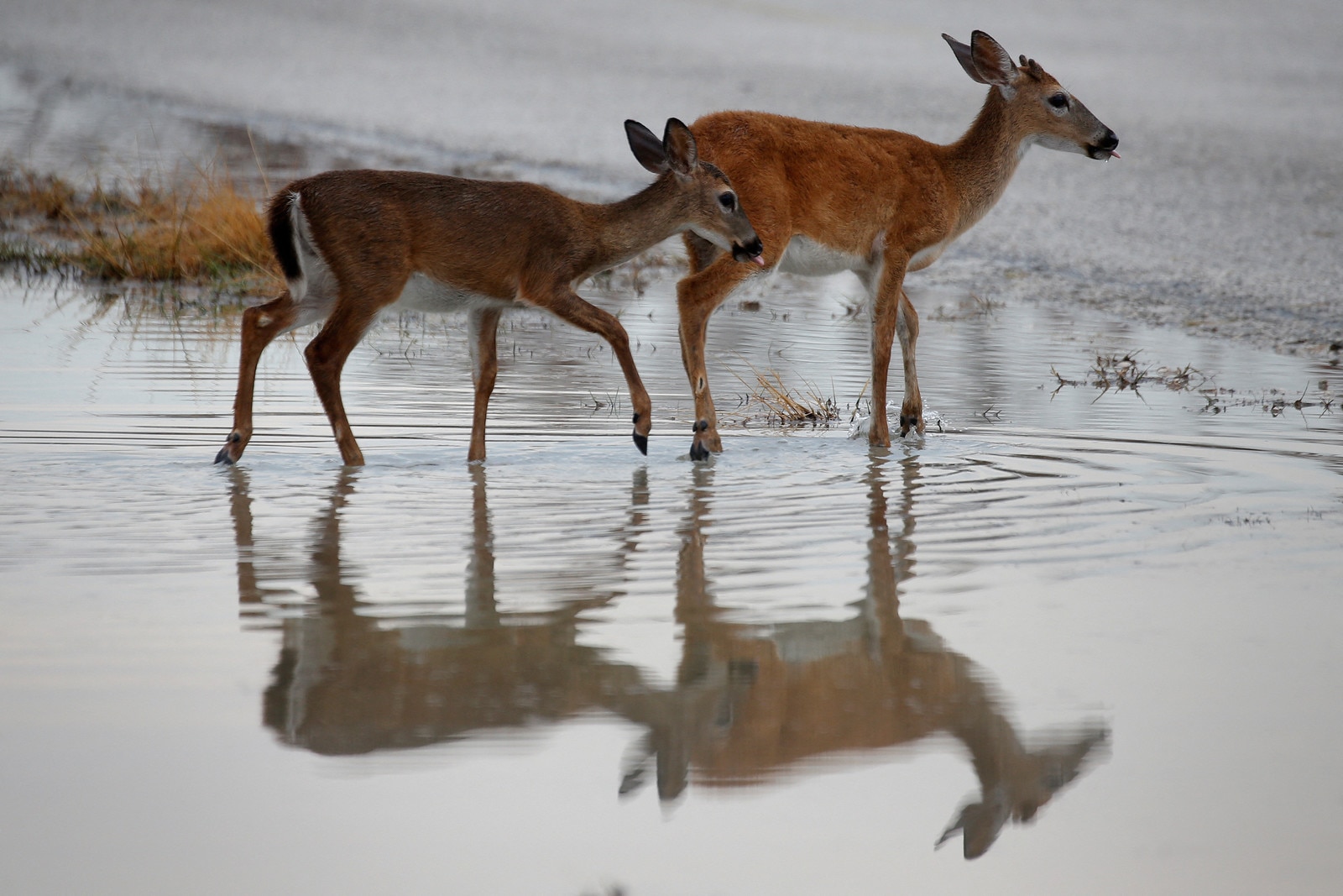 Climate crisis and the environment – top news this week | World ...
