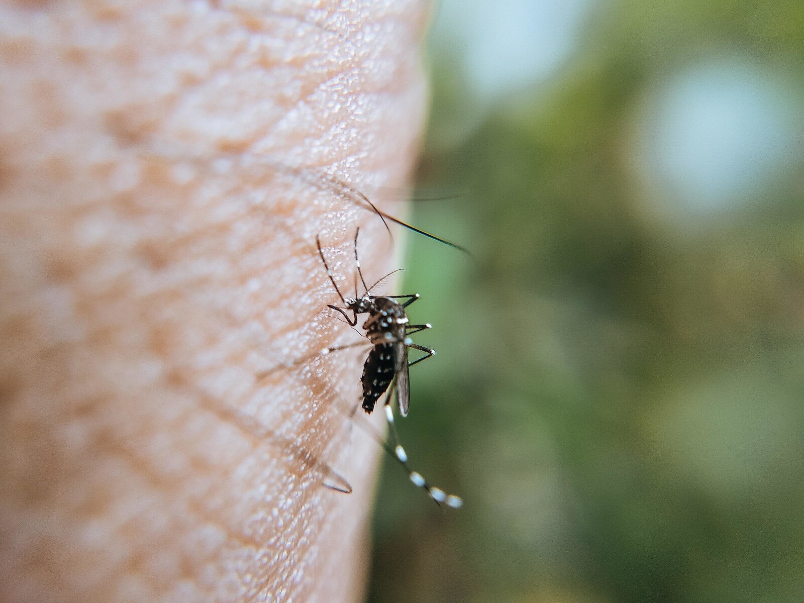 What is causing the rise in dengue cases around the world? | World ...