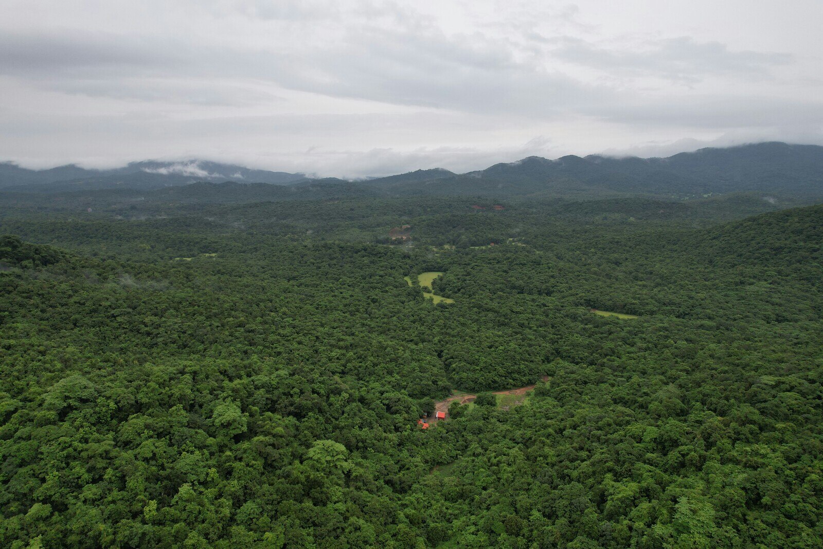 What is carbon offsetting? | World Economic Forum