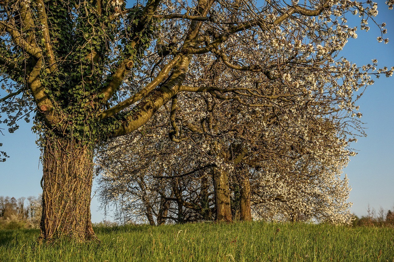 Business for Nature | World Economic Forum