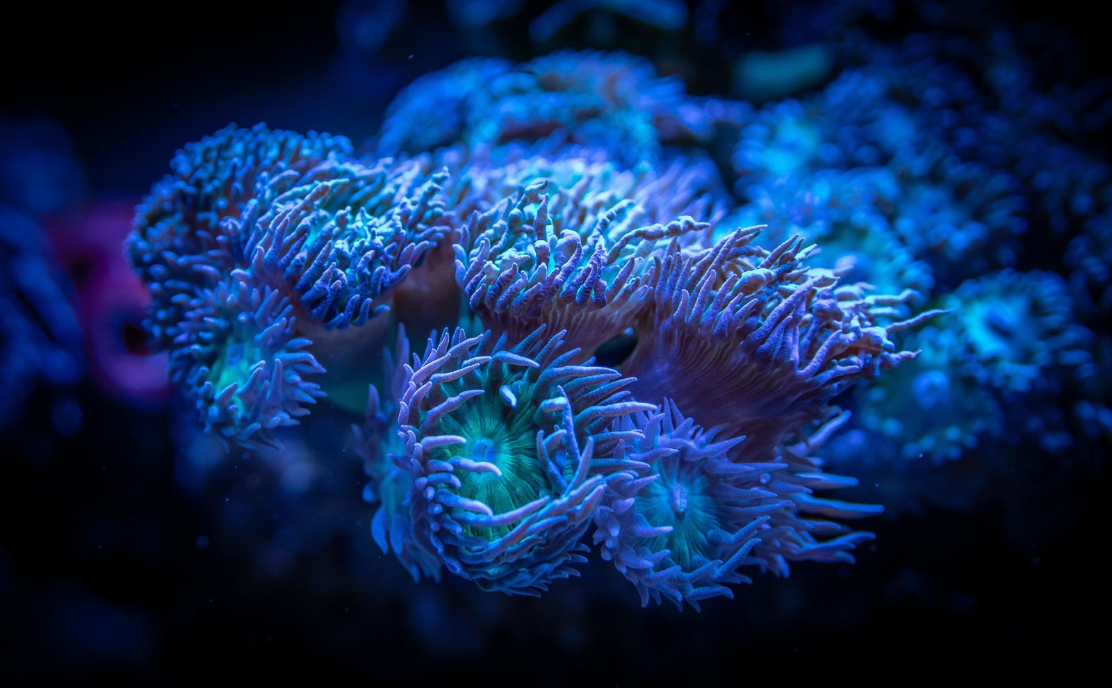 Countries unite to protect coral reefs with $12 billion pledge | World ...
