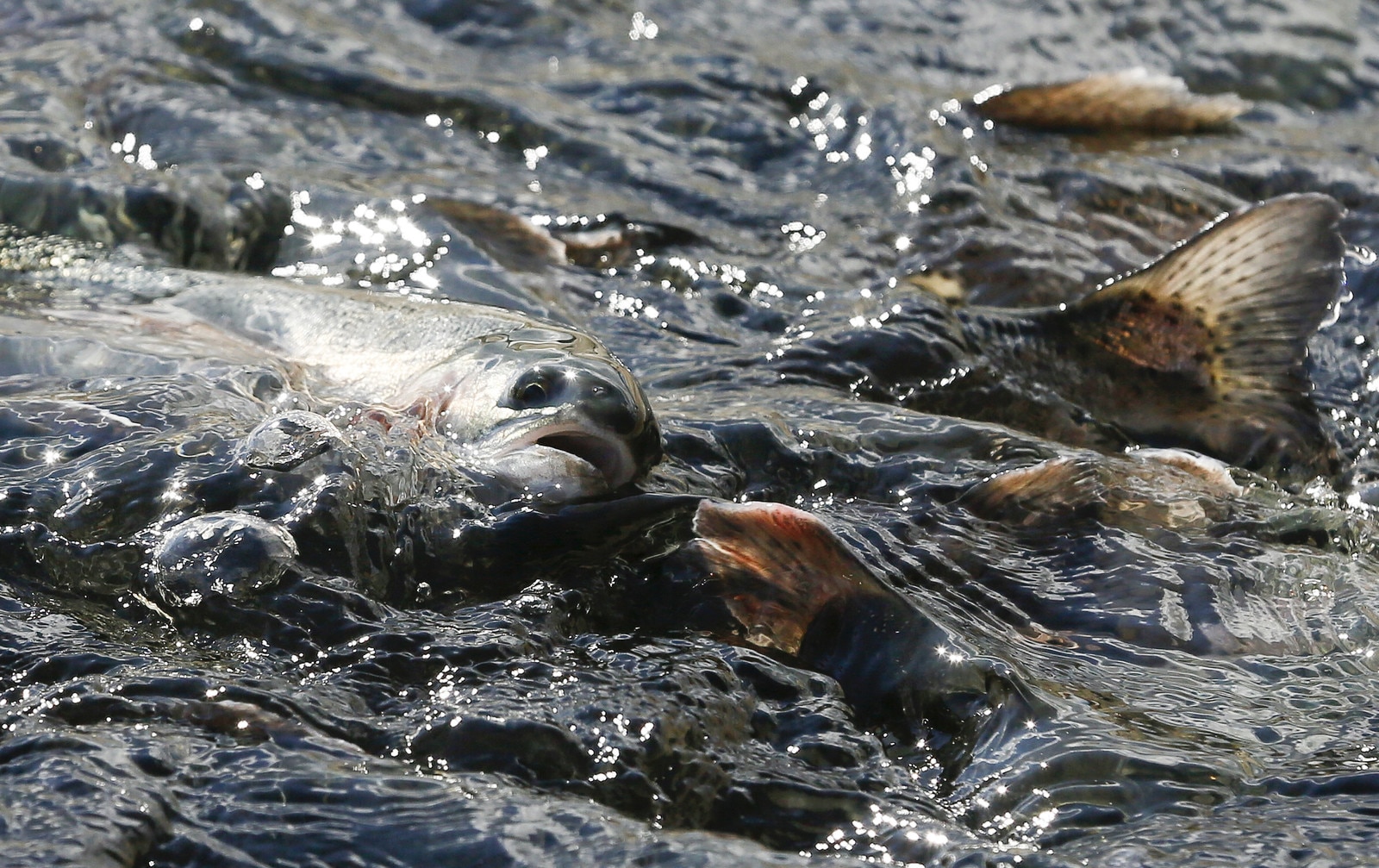 How sustainable fish farming is helping Kenyan farmers | World Economic ...