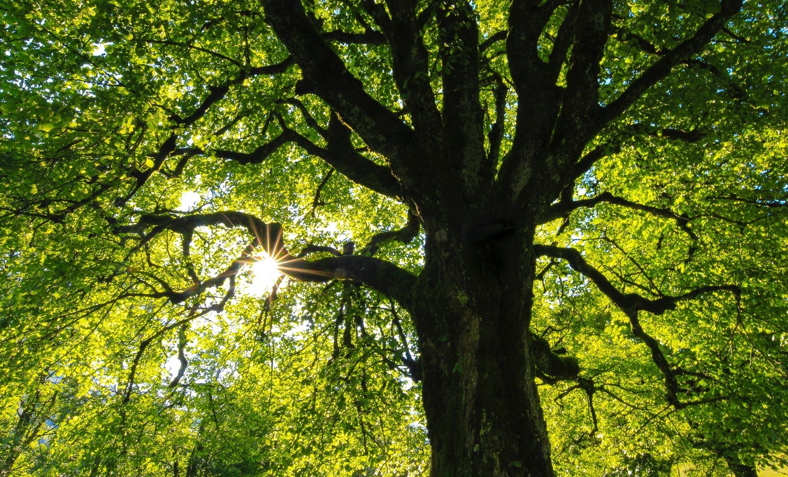 How important are trees to human existence? | World Economic Forum