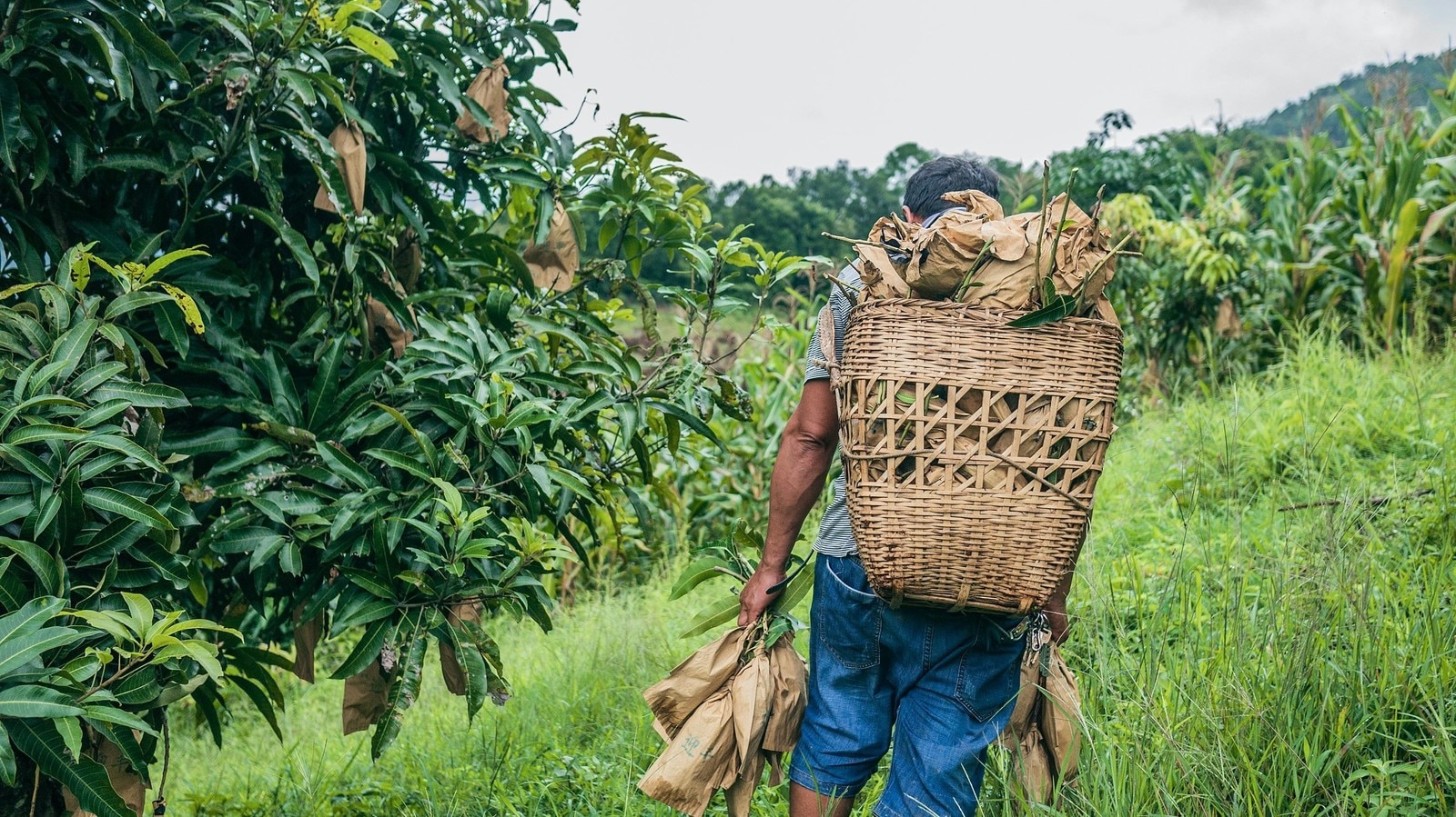 How climate change is accelerating the global food crisis | World ...