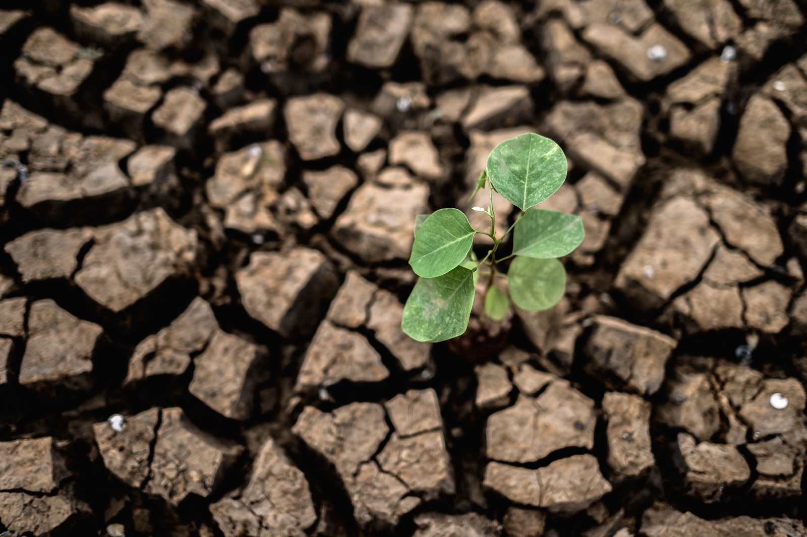Businesses can restore the land resources they depend upon | World ...