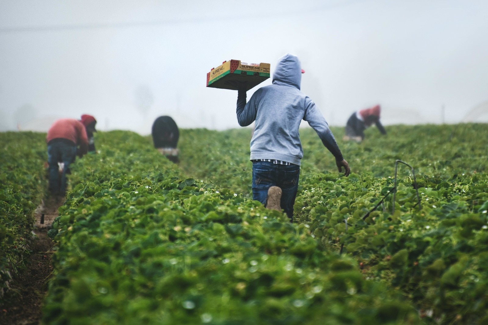 Unilever | World Economic Forum