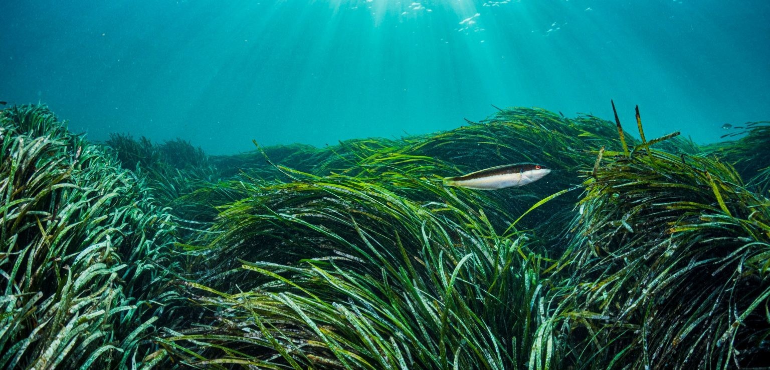 Marine heatwave threatens UK's seagrass meadows, but clean-up can help ...